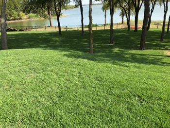 Why is My New Sod Turning Yellow? And How to Fix It Quickly